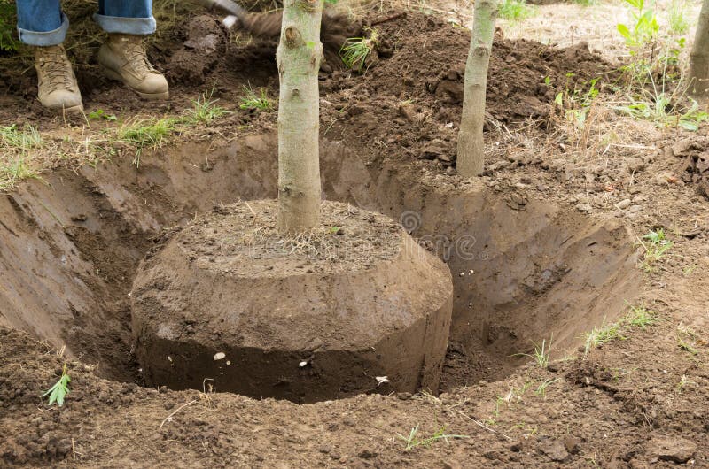 Digging a tree by hand stock photo. Image of gardening - 25877712