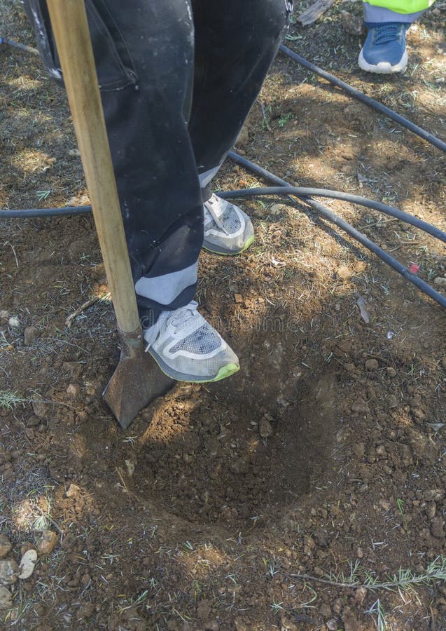 Digging the Tree Pit with the Stamped Spade Stock Photo - Image of ...