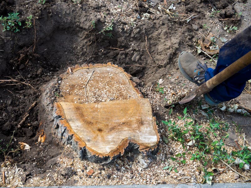 Digging a tree by hand stock photo. Image of gardening - 25877712