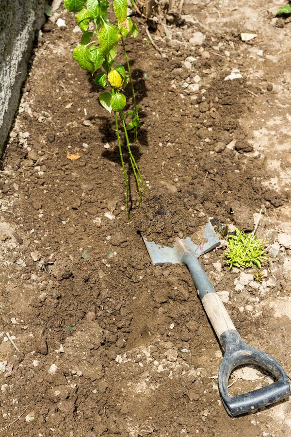Digging Up the Earth with a Shovel for Seedlings Stock Photo - Image of ...