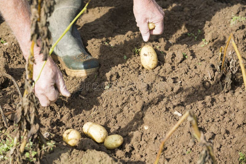 Digging Up Fresh Potatoes with Fork Shovel Outdoors Stock Photo - Image ...
