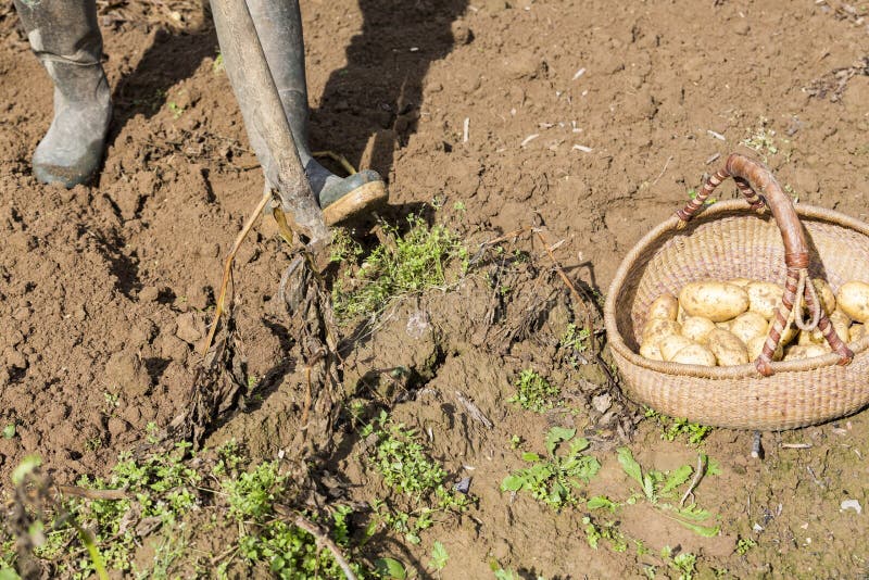Digging Up Fresh Potatoes with Fork Shovel Outdoors Stock Image - Image ...