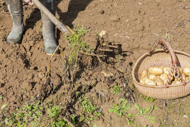Digging Up Fresh Potatoes with Fork Shovel Outdoors Stock Image - Image ...