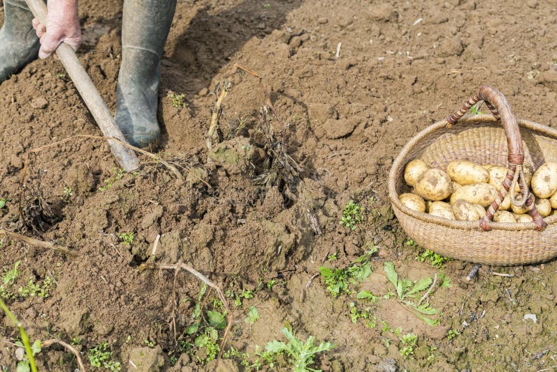 Digging Up Fresh Potatoes with Fork Shovel Outdoors Stock Image - Image ...