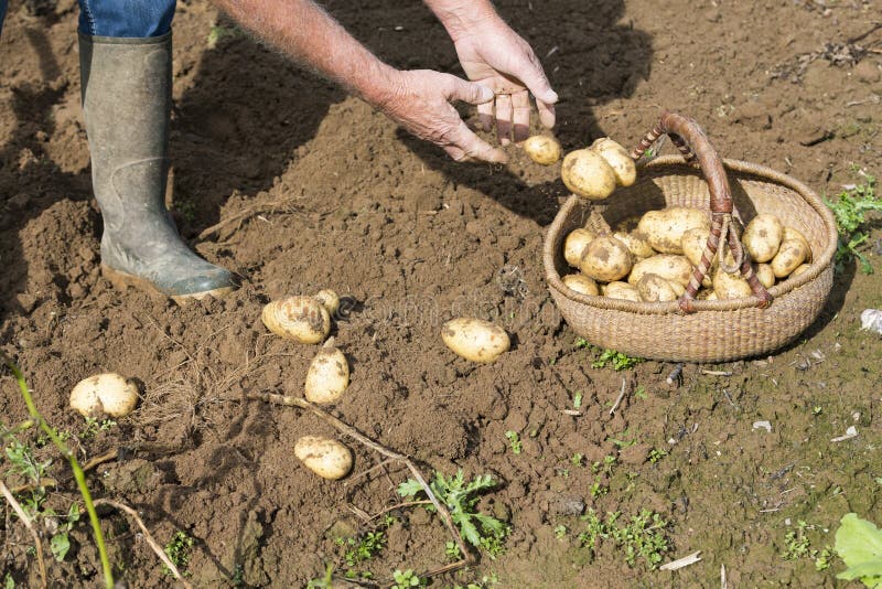 Digging Up Fresh Potatoes with Fork Shovel Outdoors Stock Photo - Image ...