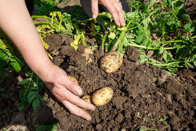 Digging up fresh potatoes stock image. Image of field - 65783659