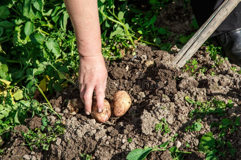 Digging up fresh potatoes stock image. Image of gardening - 65783839