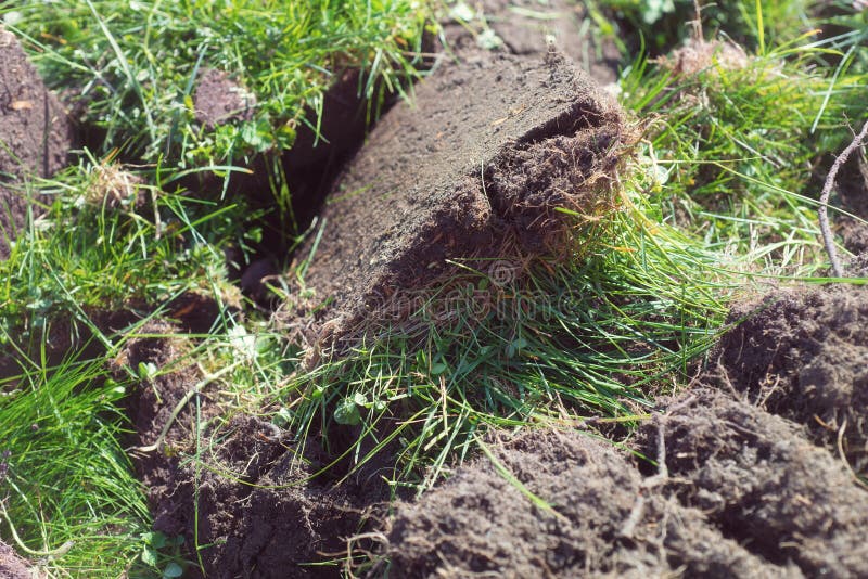 Turf ground in the garden stock photo. Image of dern - 176351628