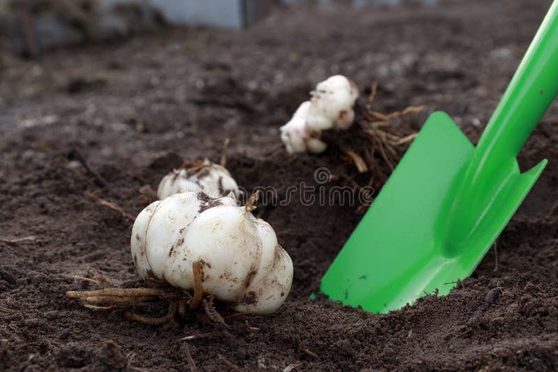 Digging Up Lily Bulbs in the Fall before Storage Stock Image - Image of ...