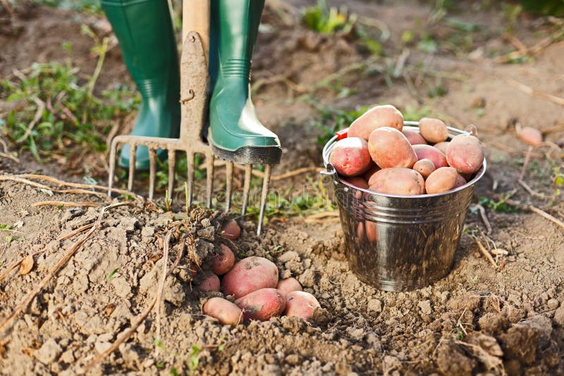 Digging up the potatoes stock photo. Image of dirty, scene - 33341202