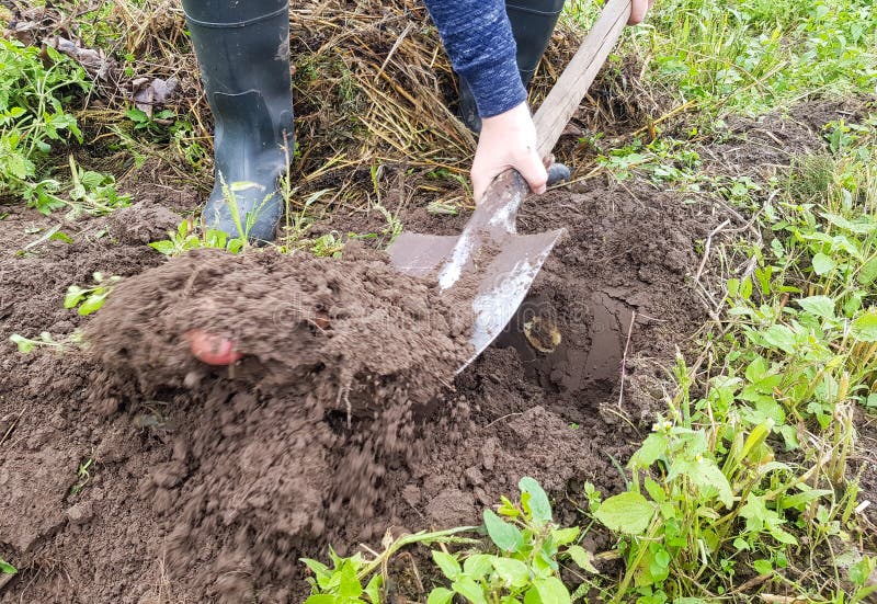 Digging Up Potatoes with a Shovel on Agricultural Land Stock Image ...