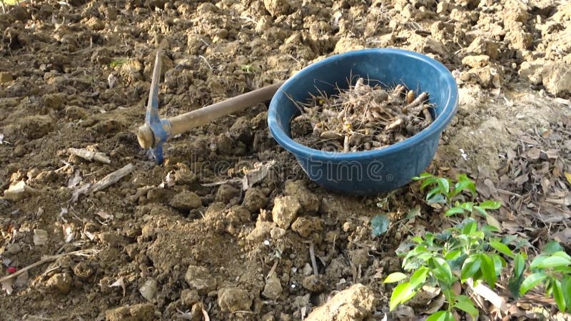 Digging Up Process of Turmeric Root with Spade . Uttarakhand India ...