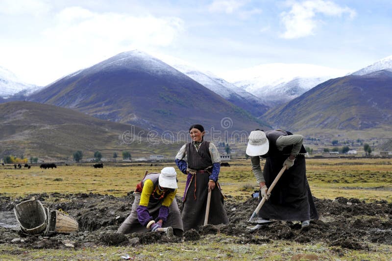 Digging editorial stock image. Image of excavator, people - 40718049