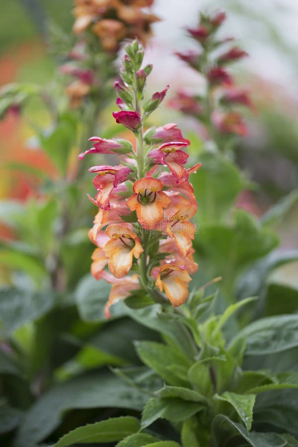 Digiplexis - Illumination Flame Stock Photo - Image of garden, flame ...