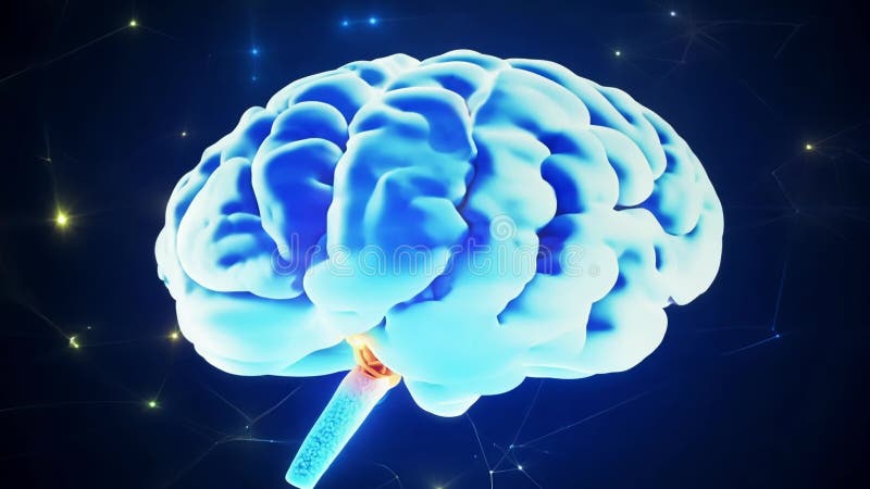 Exploring the Functions of the Human Brain in a Digital Animation Stock ...