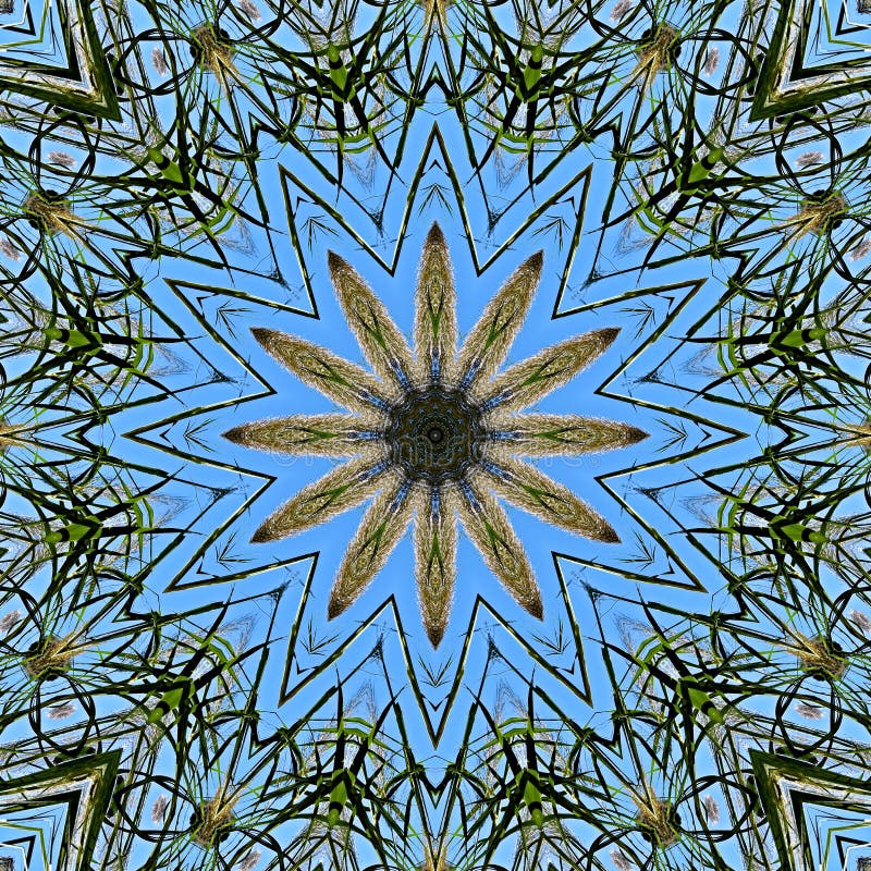 Digital Art Design, Star Made of Reed Stock Illustration - Illustration ...