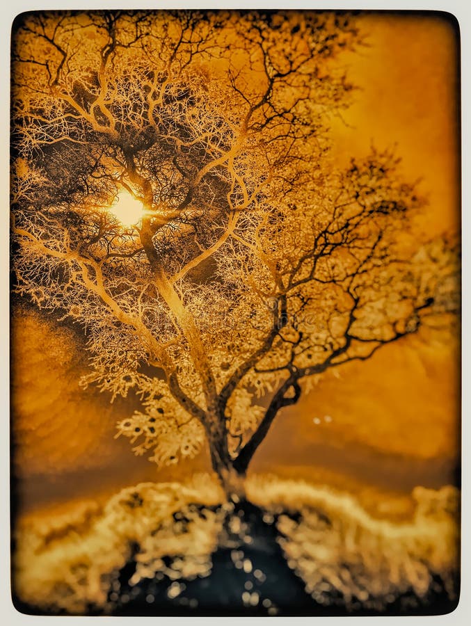 The Digital Art of the Renaissance Tree. Stock Photo - Image of yellow ...