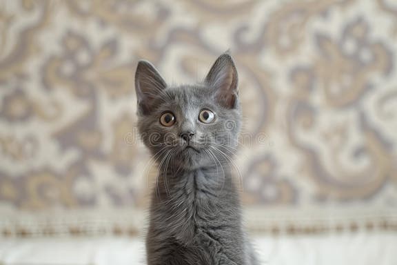 Digital Artwork of Grey Cat Standing Up Looking at the Camera Screen ...