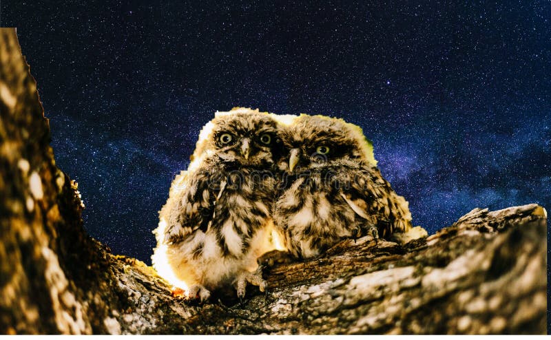 Artwork of owls stock image. Image of cuddling, digital - 124065517
