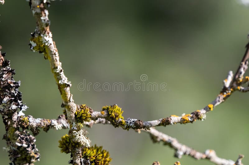 Digital Background Close Up View of Apple Tree Branch Stock Photo ...