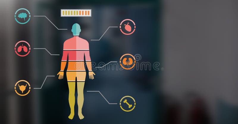 Colorful Human Body Chart stock illustration. Illustration of form ...