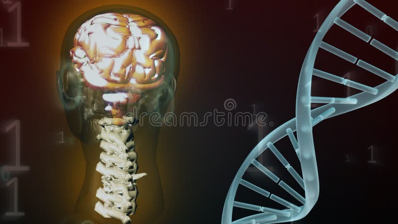 Digital Composite of the Human Brain, DNA, and Binary System Stock ...