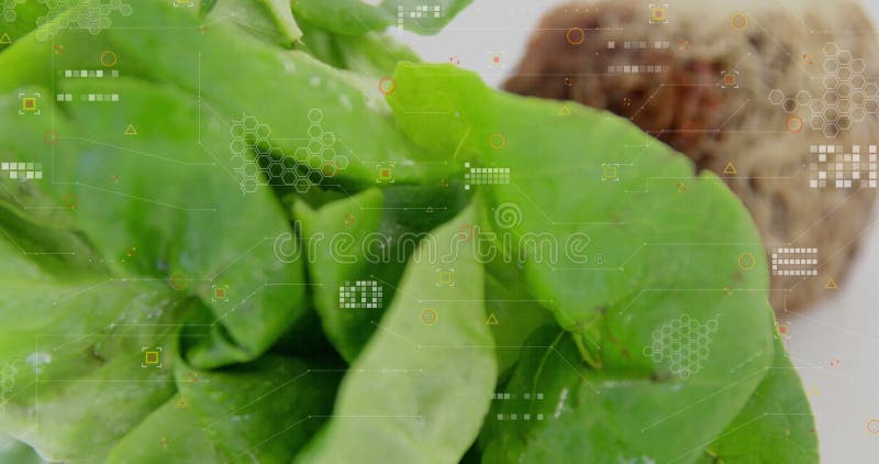 Digital Data Processing Animation Overlay on Fresh Green Leaves in ...