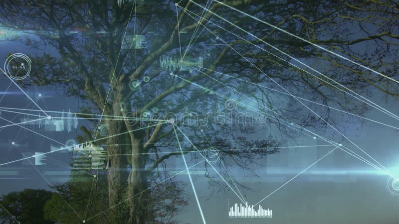 Digital Data Processing Animation Overlaying Tree Branches in Outdoor ...