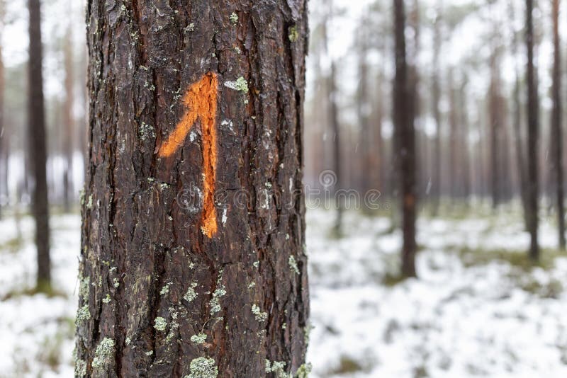 Digital Designation Painted on the Bark of a Coniferous Tree. Signs ...