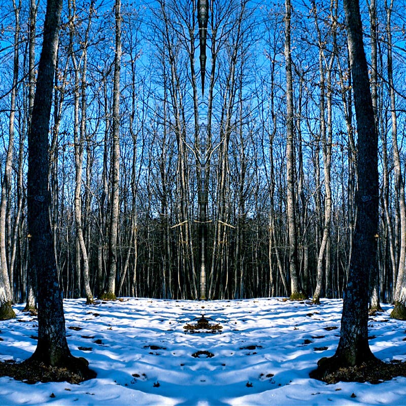 Digital Forest Abstract Art Background Trees Stock Photo - Image of ...