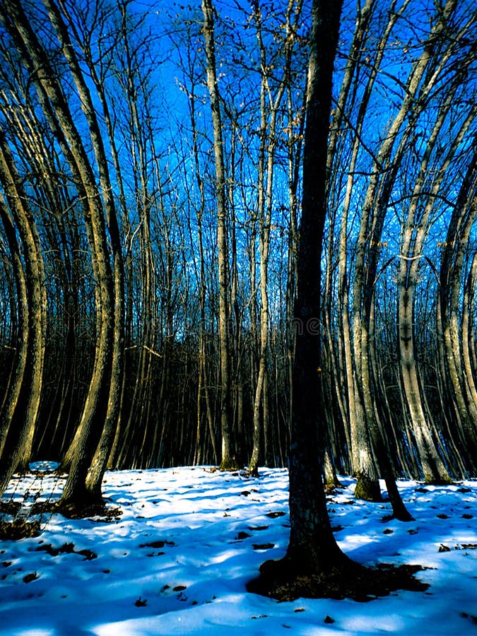 Digital Forest Abstract Art Background Trees Stock Photo - Image of ...