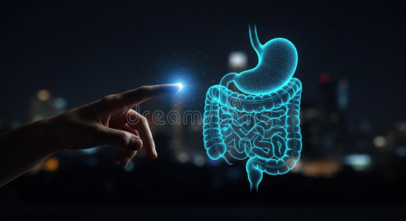 Digital Gastric System: a Glowing Wireframe Intestine and Stomach Stock ...