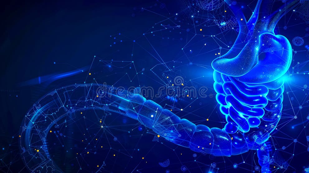 Digital Human Digestive System Illustration Stock Illustration ...