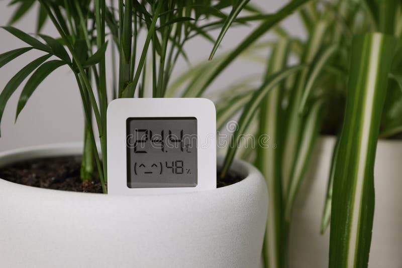 Digital Hygrometer with Thermometer and Plant in Flower Pot, Closeup ...