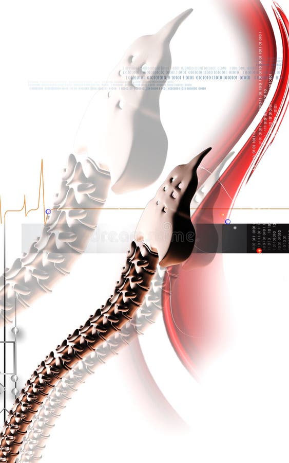 Back bone stock photo. Image of lumbar, spine, stretch - 29748828