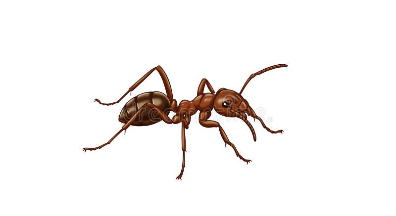Digital Illustration of a Brown Ant, Likely of the Genus Formica ...