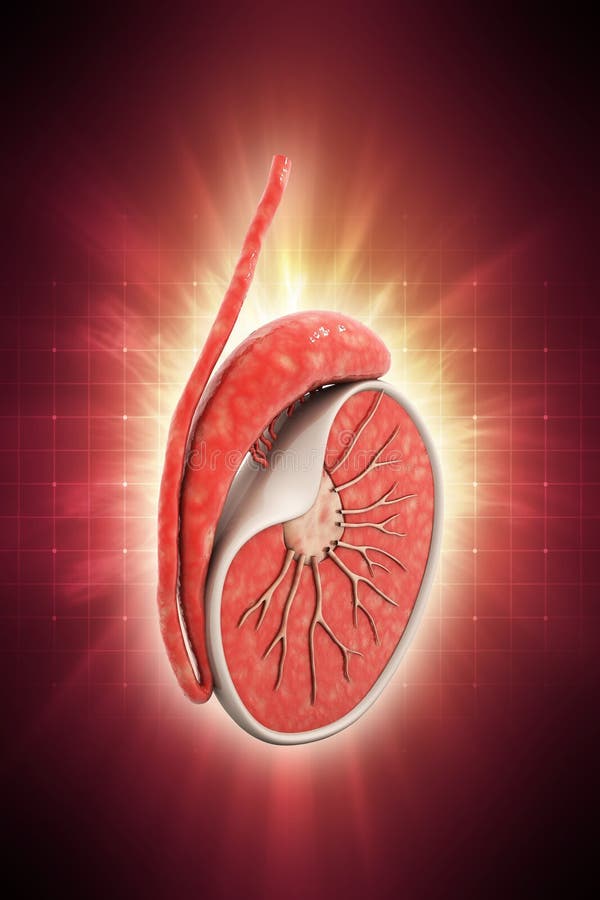 Male Testicles Stock Illustrations – 428 Male Testicles Stock ...