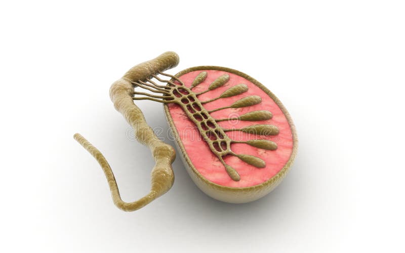 Testosterone Hormones Molecular Formula. Sex Hormone Symbol Stock ...