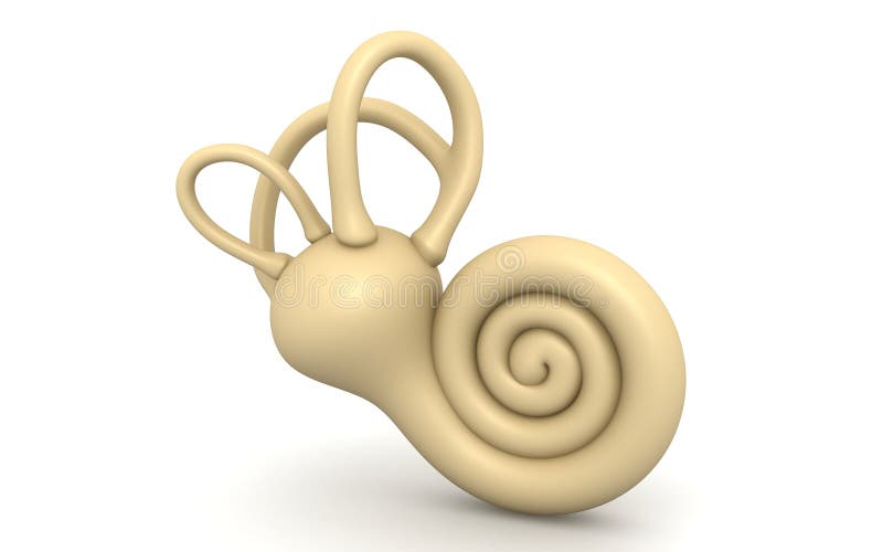 3d Rendered Inner Ear Cochlea on White Background Stock Illustration ...
