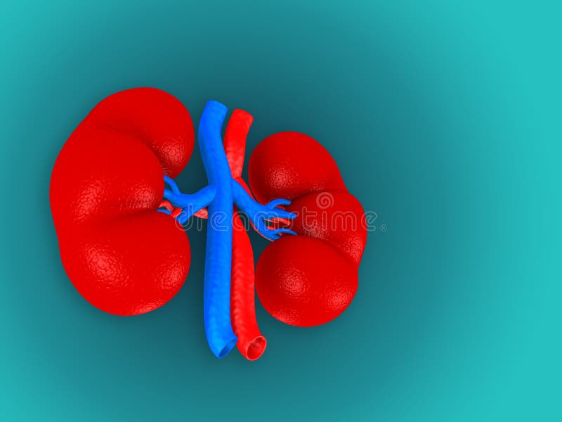 Digital Illustration of Kidney Stock Illustration - Illustration of ...
