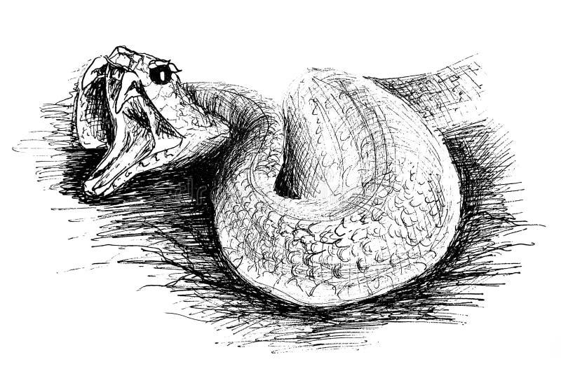 Angry snake ink drawing stock illustration. Illustration of adder ...