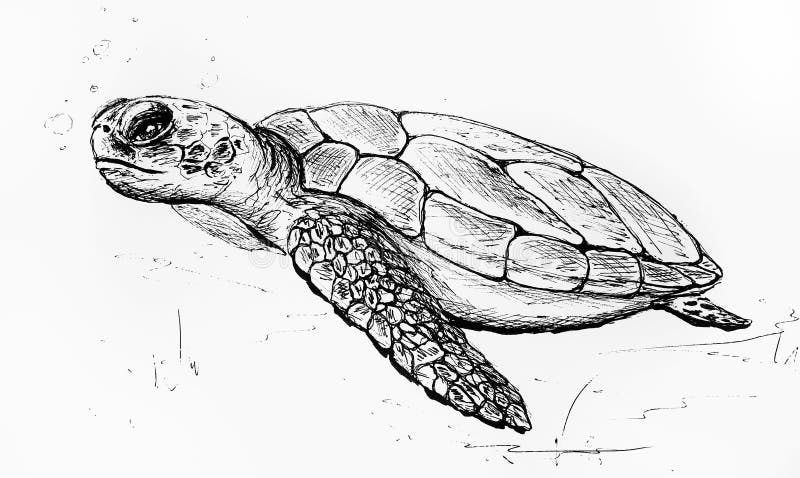 Ink Turtle Stock Illustrations – 822 Ink Turtle Stock Illustrations ...