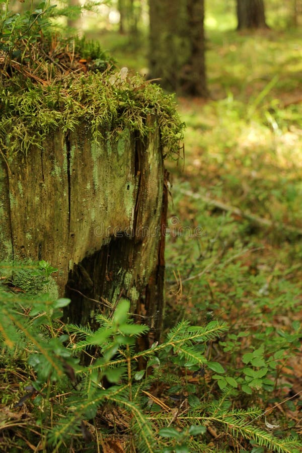 The Tree Stump on a Green Background Stock Image - Image of coniferous ...