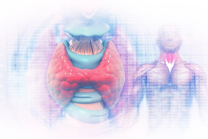 Digital Illustration of Thyroid Gland Stock Illustration - Illustration ...