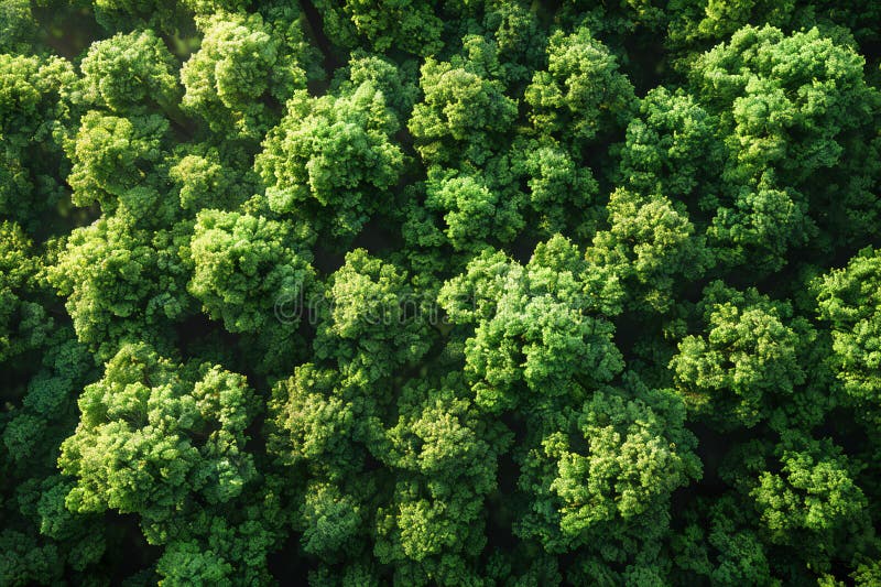 Digital Image of Picture of an Aerial View of a Forest, High Quality ...
