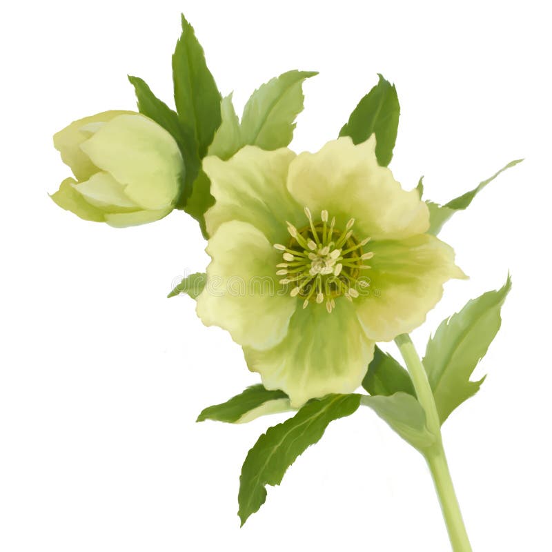 Digital Oil Drawn Hellebore Stock Illustration - Illustration of ...