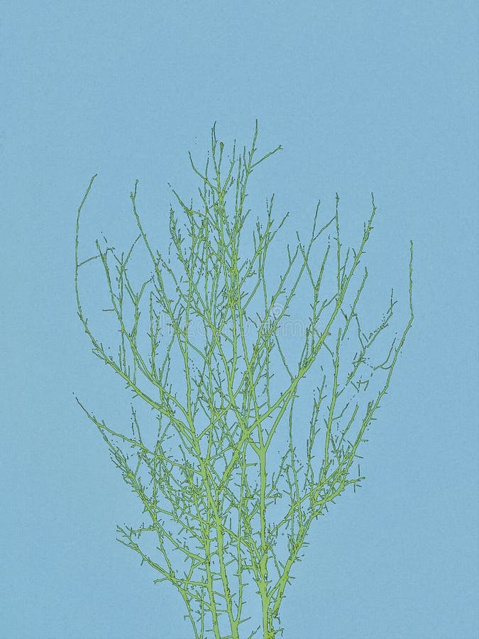 Digital Photo Engineering of Dry Tree Branches. Stock Photo - Image of ...