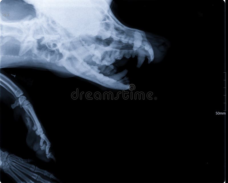 Digital X-ray Image of Dog Head with Open Mouth, Slightly Tilted ...