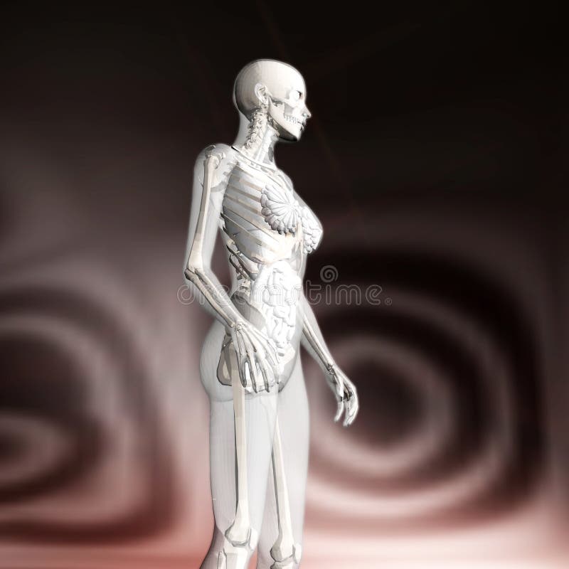 Digital Rendering of the Female Human Anatomy Stock Illustration ...