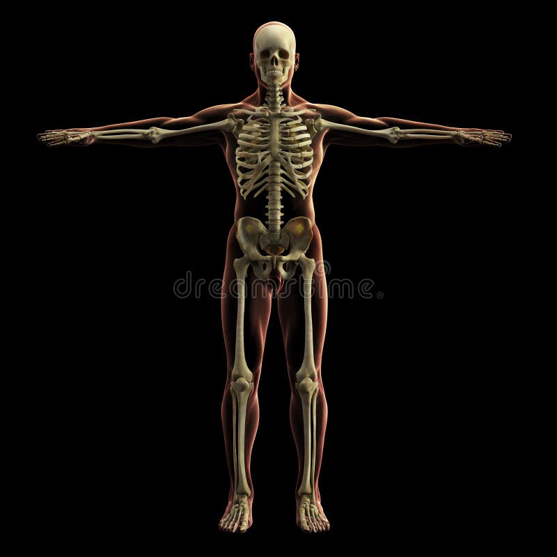 Digital Skeleton Model, 3d Rendering Stock Image - Illustration of body ...